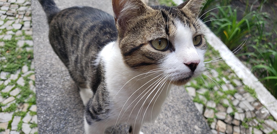 Cat Gato Chat Marrant Animal De - Photo gratuite sur Pixabay - Pixabay