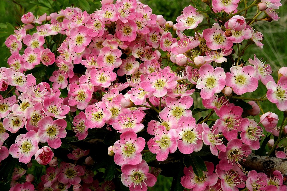 Flowers Of Hawthorn Red Spring - Free photo on Pixabay