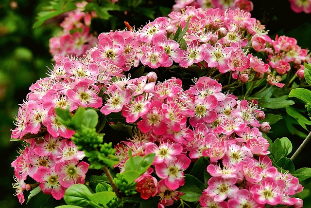 50,000+ Free Hawthorn Flowers & Hawthorn Images - Pixabay