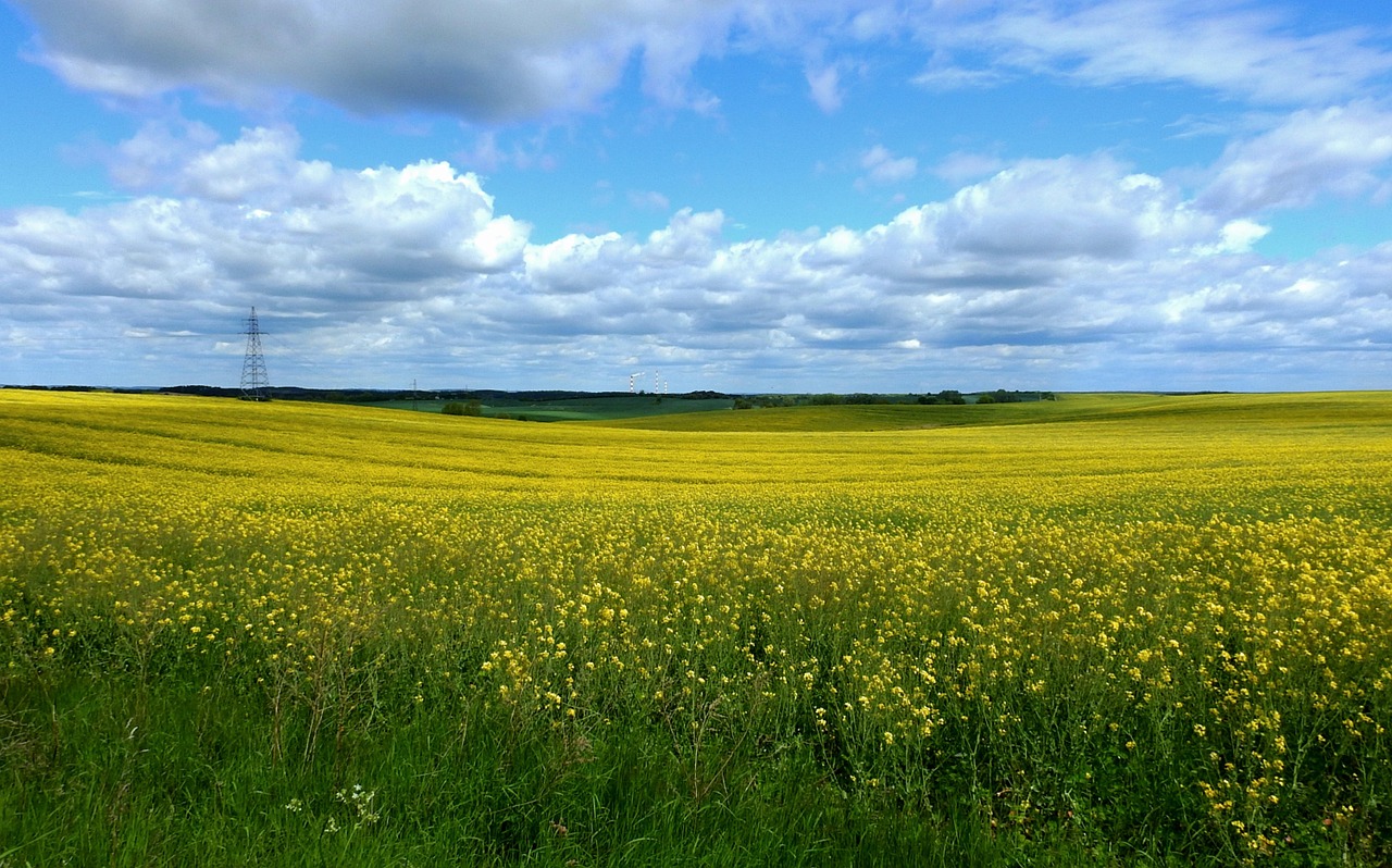 Field Rapeseed Landscape - Free photo on Pixabay