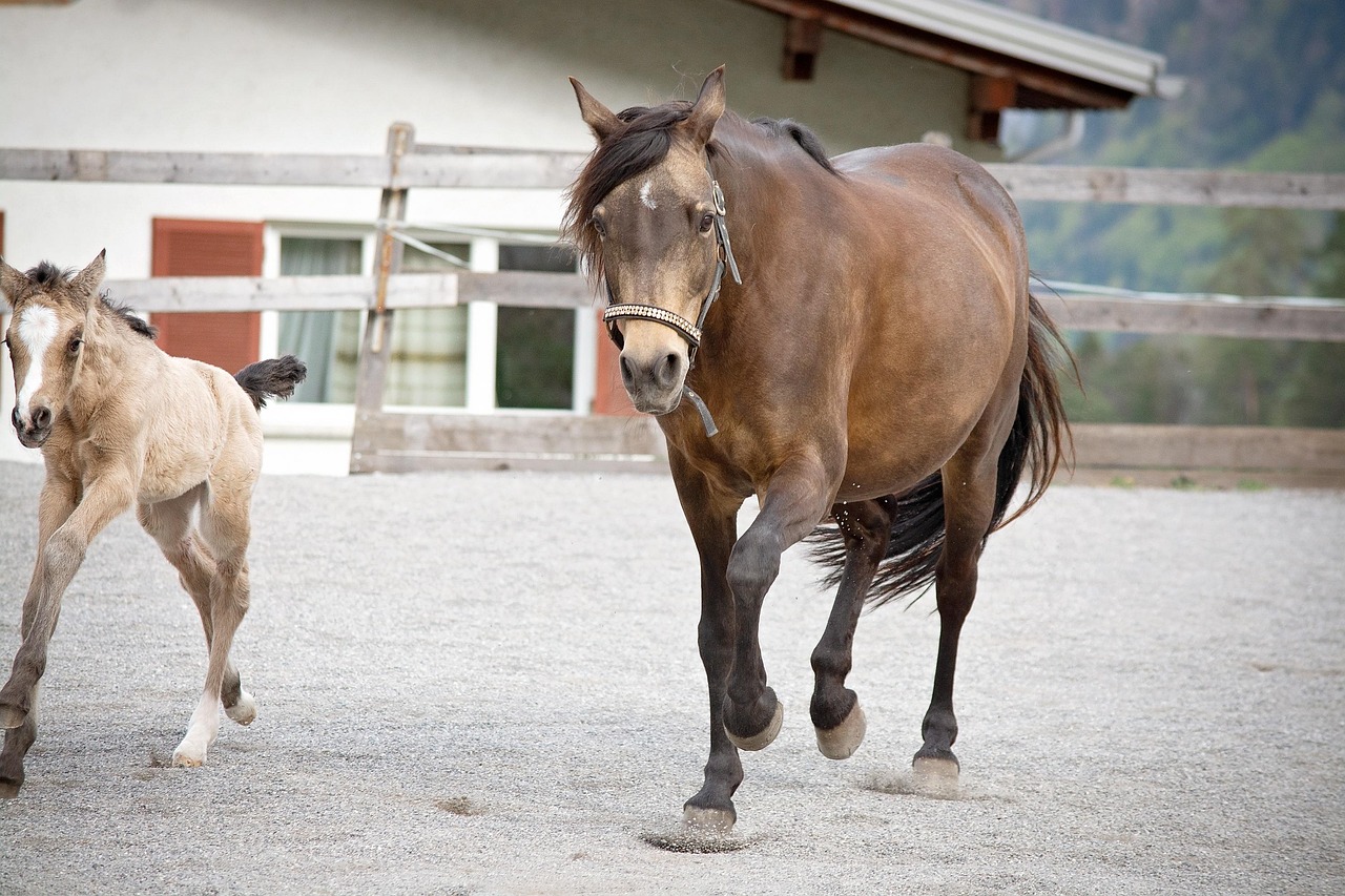 3,000+ Free Ponys & Horse Images - Pixabay