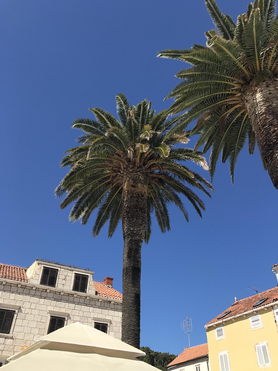 Palma Árbol Croacia - Foto gratis en Pixabay - Pixabay