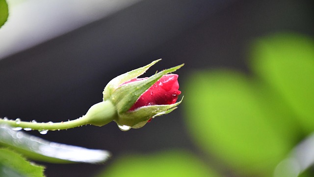 Fleur Rose Bourgeon - Photo gratuite sur Pixabay - Pixabay