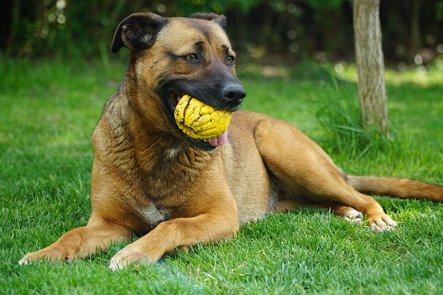 Je Suis Chien De Berger - Photo gratuite sur Pixabay - Pixabay