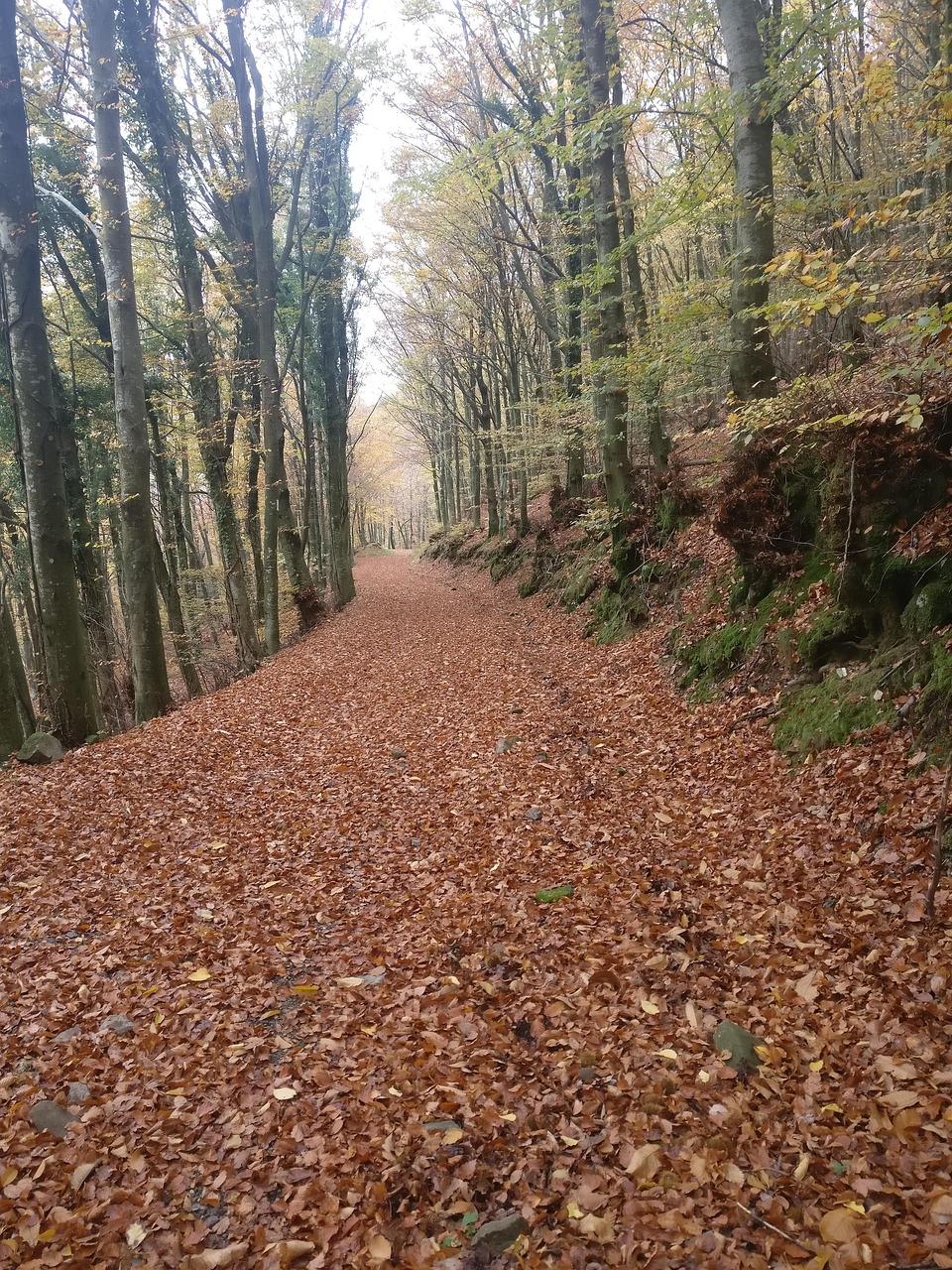 Ősz Levelek - Ingyenes fotó a Pixabay-en - Pixabay
