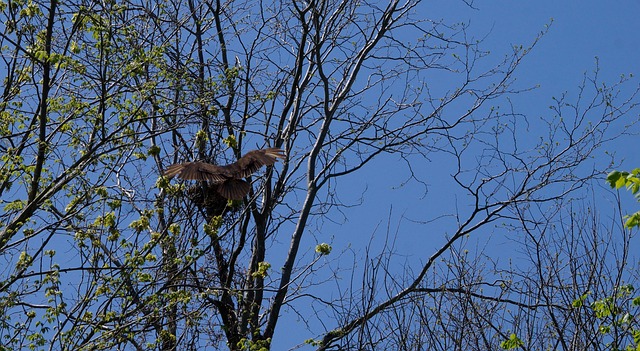 Buzzard Nest - Free photo on Pixabay - Pixabay