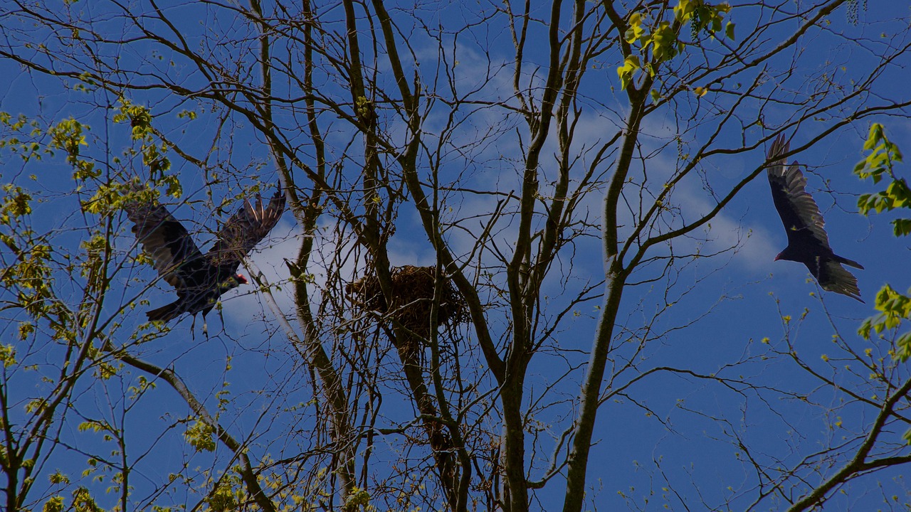 Buzzard Nest - Free photo on Pixabay - Pixabay
