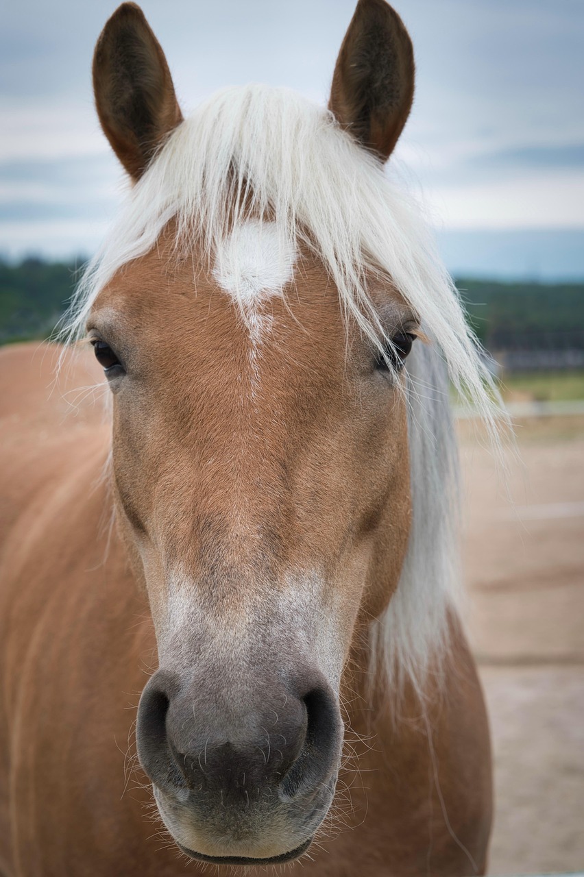 Profil De Tête De Cheval Brun Photos Du Stock D'animaux De Cheval Vue