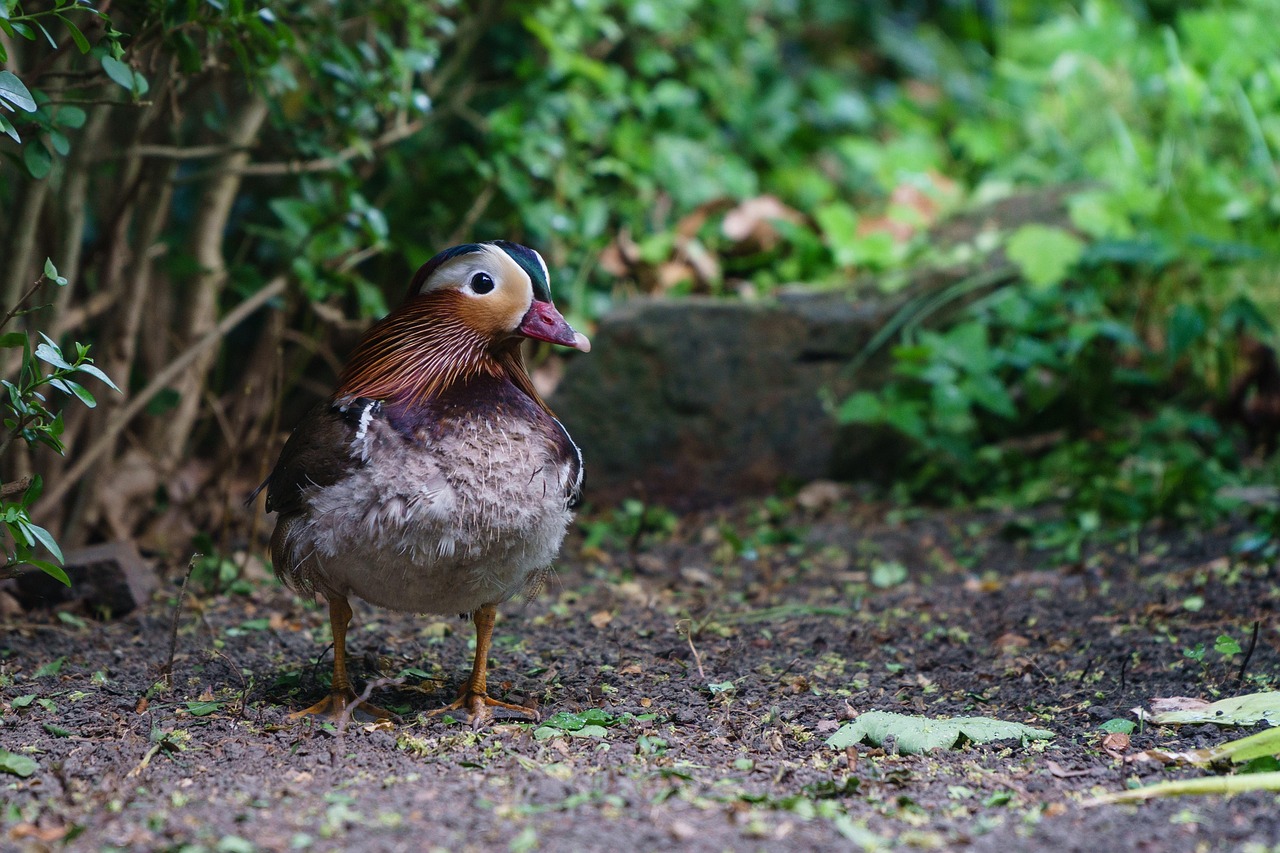 Duck Animals Wildlife - Free photo on Pixabay - Pixabay