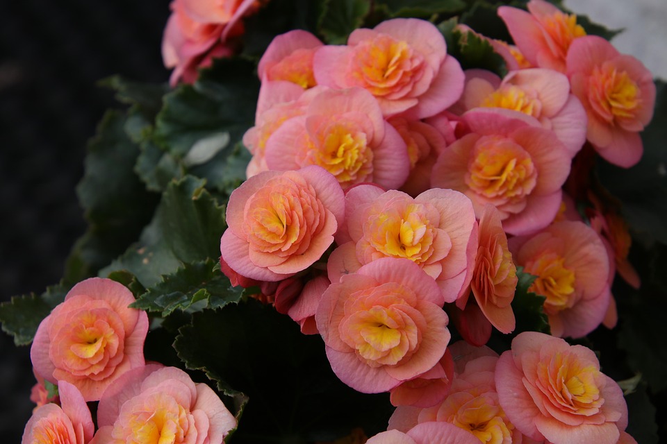 Begonia Flowers Pink - Free photo on Pixabay