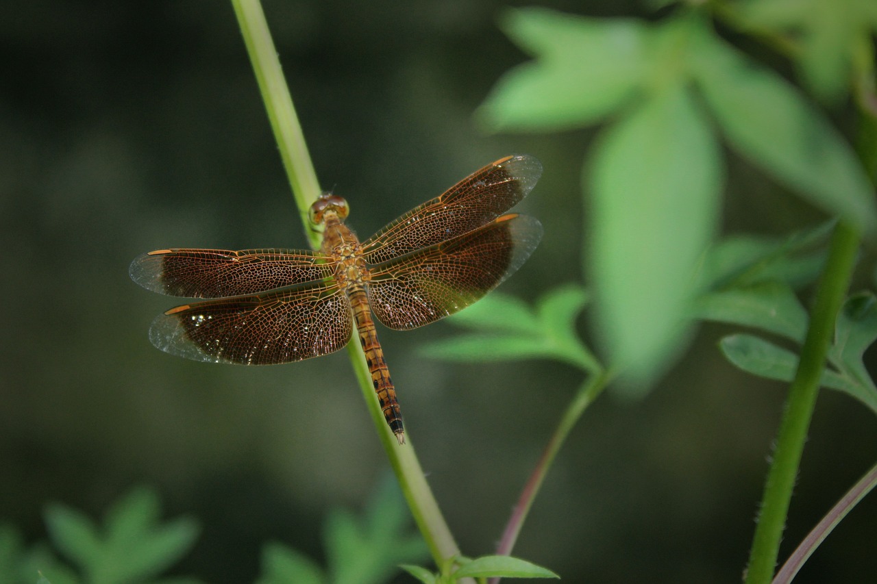 6,000+ Dragonfly Pictures & Images [HD] - Pixabay