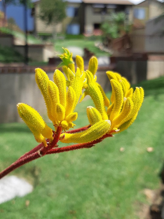 Kangaroo Klo Gula Blommor Sommar - Gratis foto på Pixabay - Pixabay