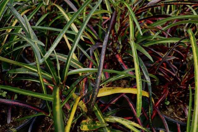 Les Plantes Exotique Tropical - Photo gratuite sur Pixabay - Pixabay