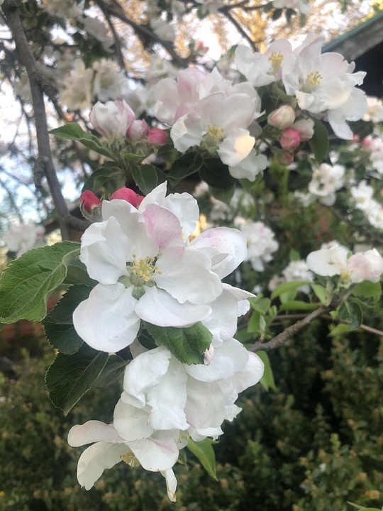 Apple Flower Blossoming Tree - Free photo on Pixabay - Pixabay
