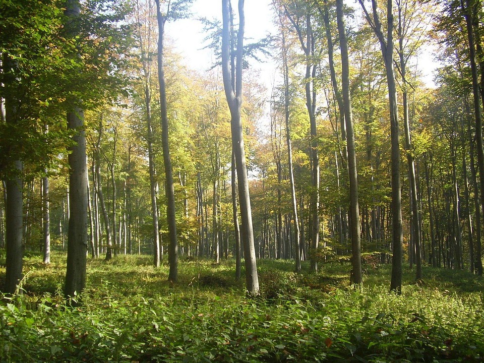 Nature Forêt Des Arbres - Photo gratuite sur Pixabay - Pixabay