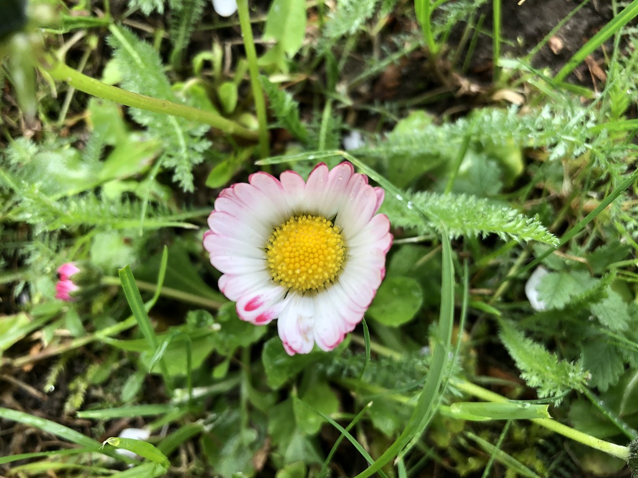 Margarida Flor Margaridas - Foto gratuita no Pixabay - Pixabay