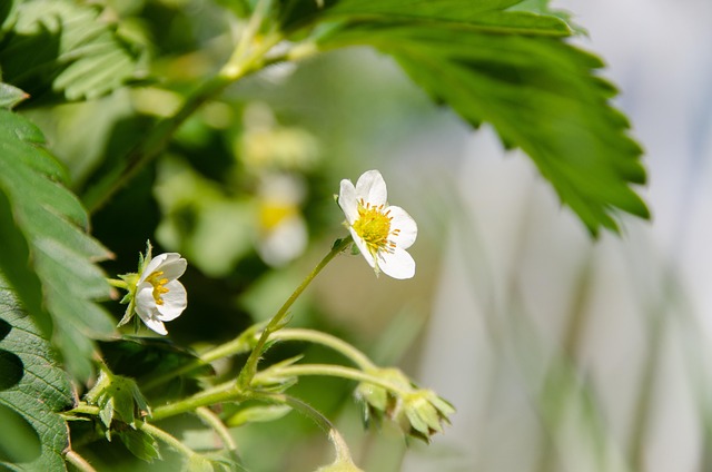 Plus de 100 images de Fraisier et de Jardin - Pixabay