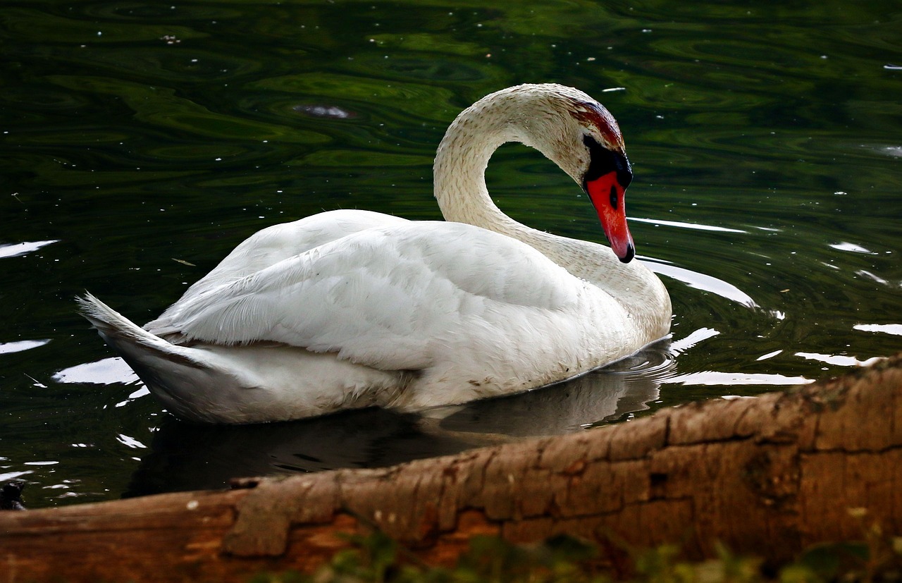 10,000+ Free Swan & Nature Images - Pixabay