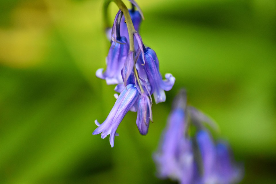 Les Bois Cloche Bleue Le Printemps - Photo gratuite sur Pixabay - Pixabay