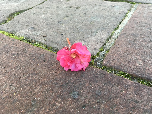Flower Street - Free photo on Pixabay - Pixabay