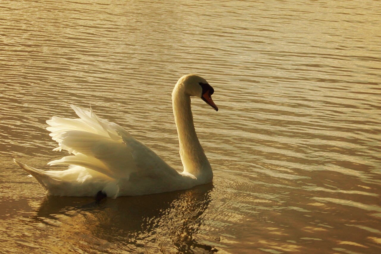 Cisne Agua Branco - Foto gratuita no Pixabay - Pixabay