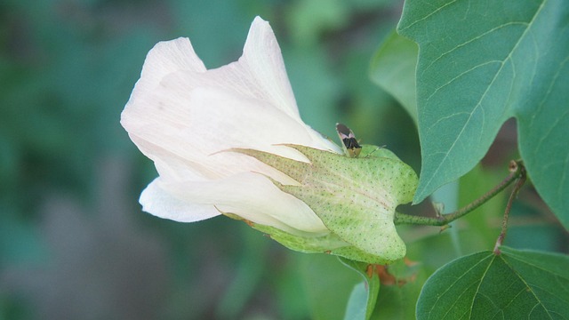 Cotton Flower Nature - Free photo on Pixabay