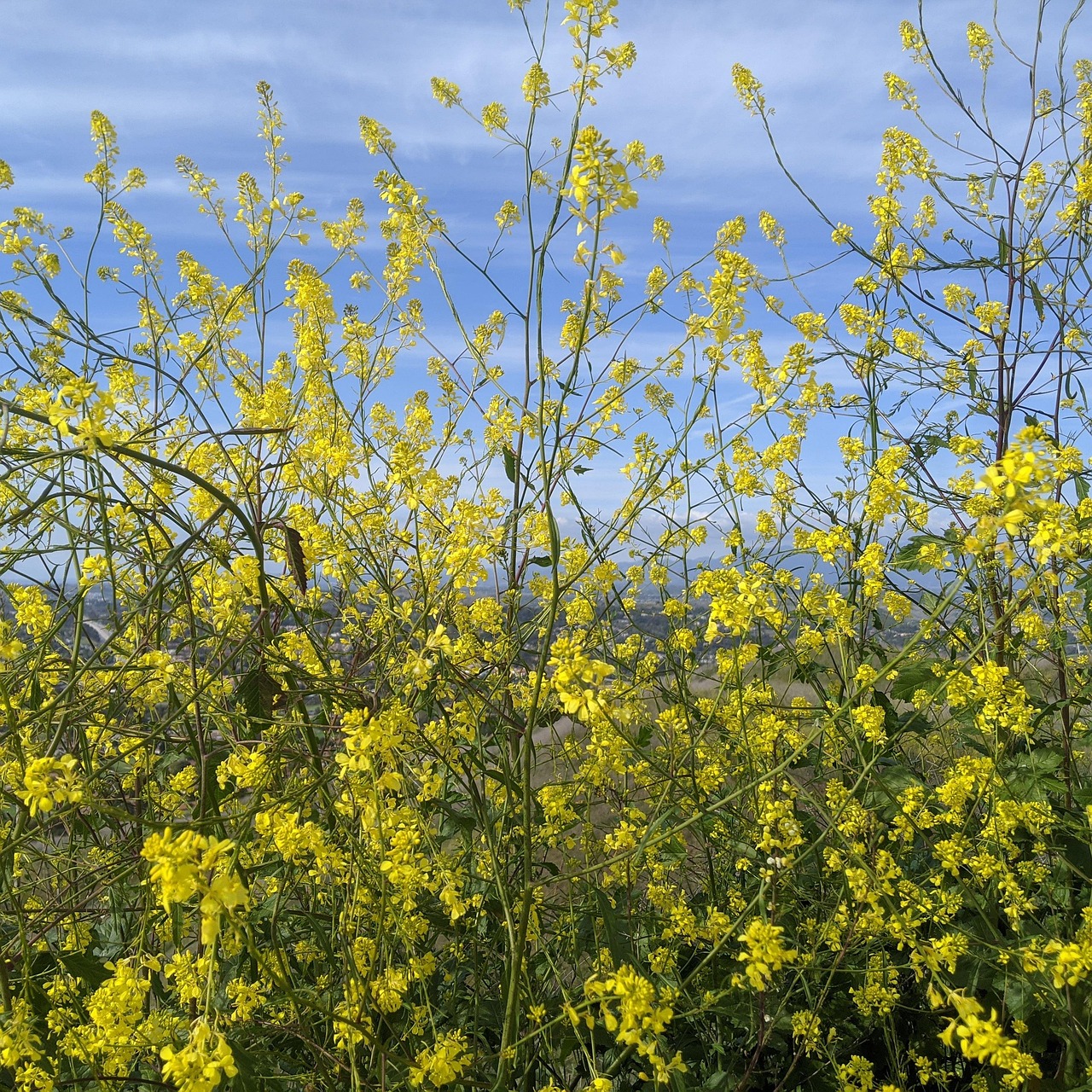 Senf Blumen Natur - Kostenloses Foto auf Pixabay - Pixabay