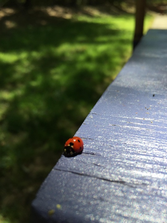 Snail Slug Shell - Free photo on Pixabay - Pixabay