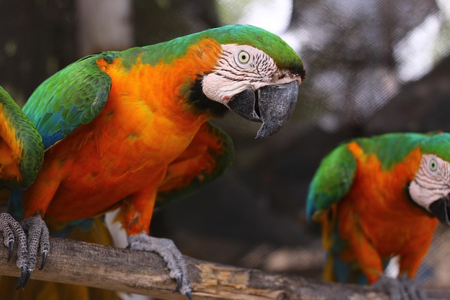 Papagal Animale Loro - Fotografie gratuită pe Pixabay - Pixabay