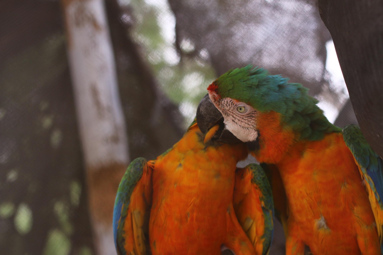 Parrot Animals Loro - Free photo on Pixabay - Pixabay