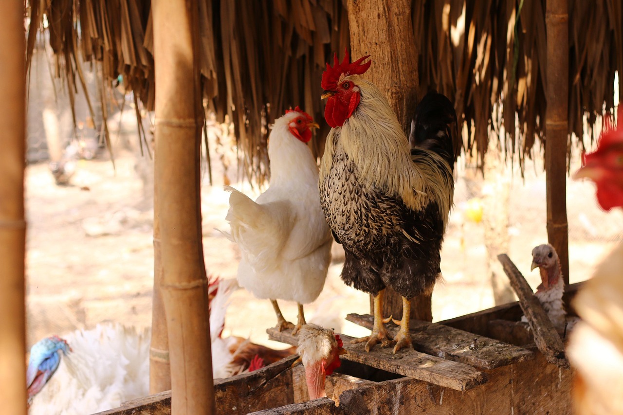 Gallo Animales Loro - Foto gratis en Pixabay - Pixabay