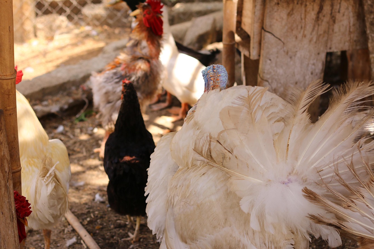 Plus de 10 images de Vsti Pavos et de Pavos - Pixabay
