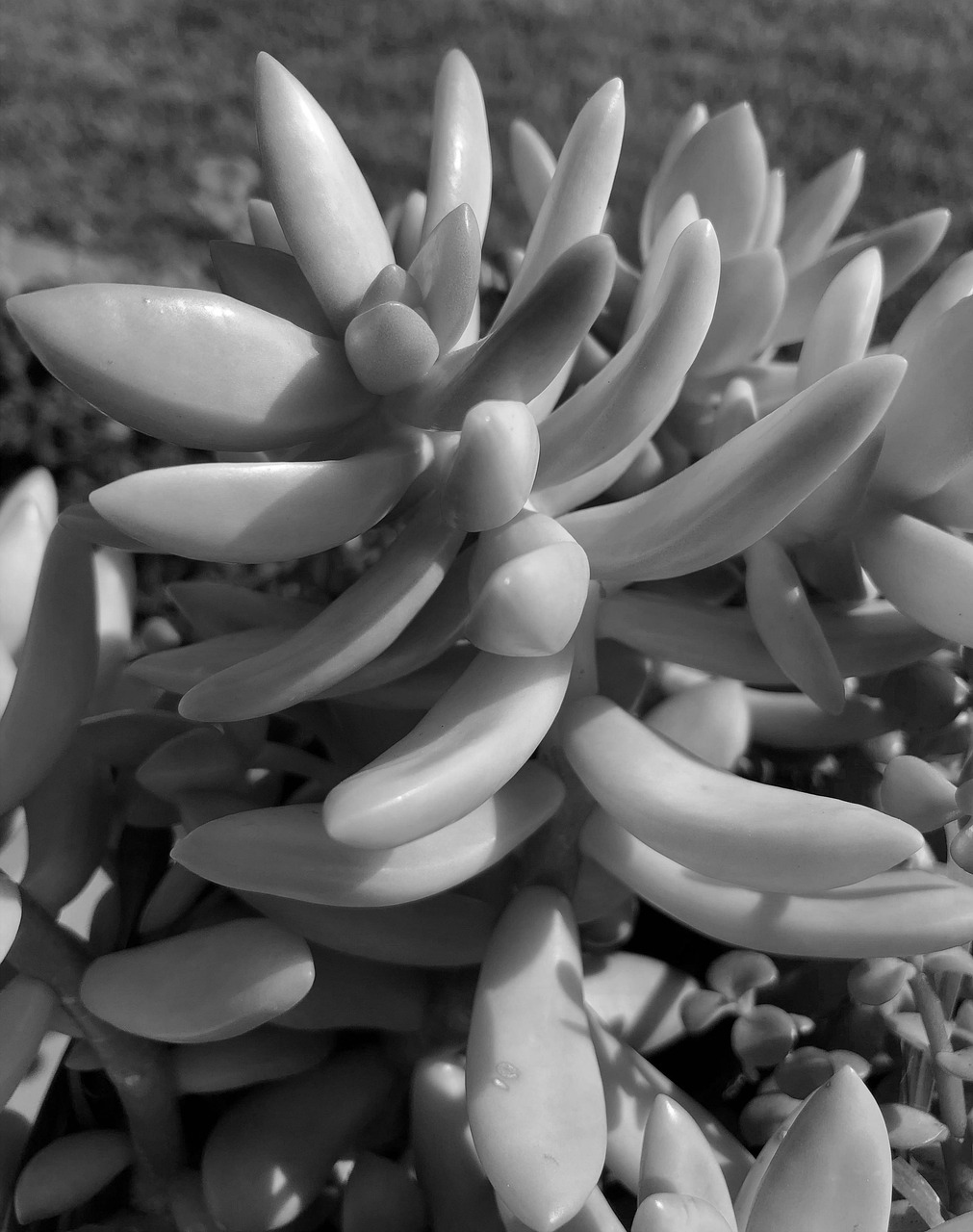 Suculento Sedum Rosetón - Foto gratis en Pixabay - Pixabay
