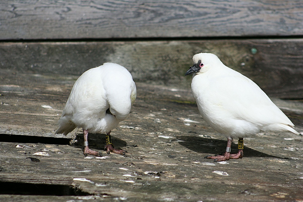 Sheathbill Bird Wildlife - Free photo on Pixabay