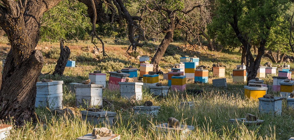 Beehives Trees Greece - Free photo on Pixabay - Pixabay
