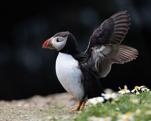 200+ Free Puffin & Bird Images - Pixabay