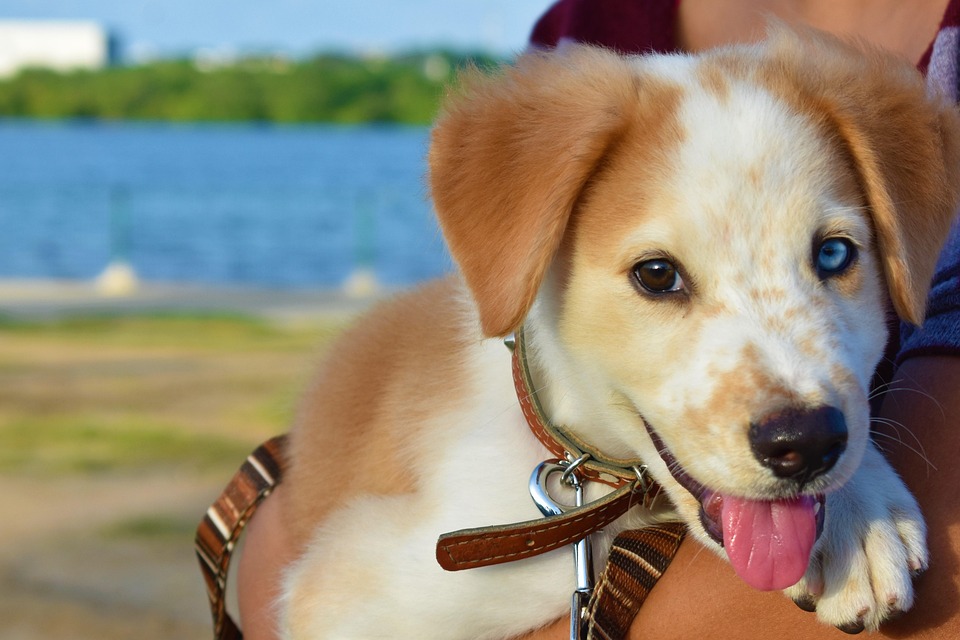 Heterochromia Dog Animals - Free photo on Pixabay - Pixabay