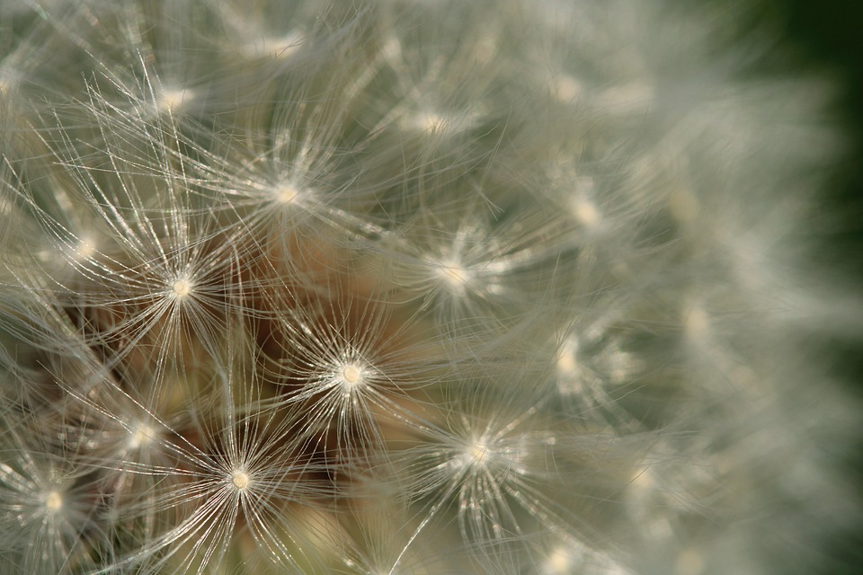Pusteblume Sommer Löwenzahn - Kostenloses Foto auf Pixabay