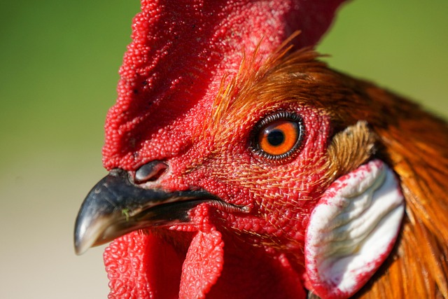 Gallo Animal Oiseau - Photo gratuite sur Pixabay