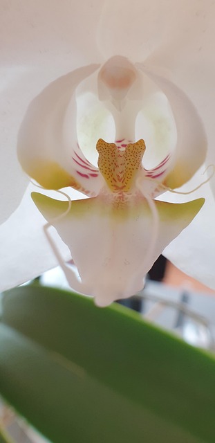 Pflanze Blume Orchidee - Kostenloses Foto auf Pixabay - Pixabay