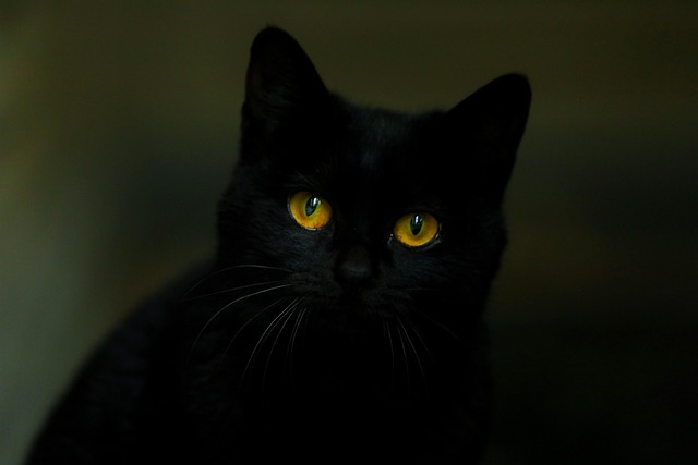 Black Cat Wallpaper Hd