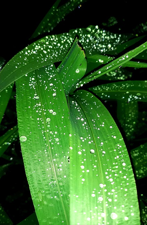 绿色 露滴 Lieves - Pixabay上的免费照片 - Pixabay
