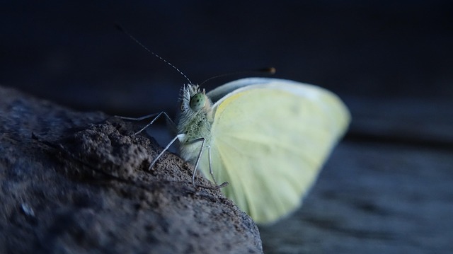 Papillon La Nature Aile - Photo gratuite sur Pixabay - Pixabay