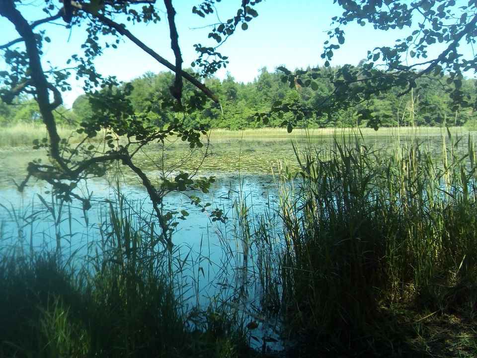 Bodenseekreis Natur Killenweiher - Kostenloses Foto auf Pixabay