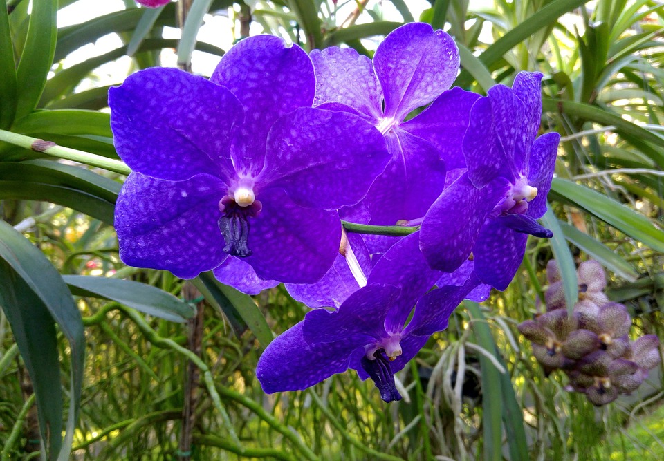 Orchidée Bleu Tropical - Photo gratuite sur Pixabay - Pixabay