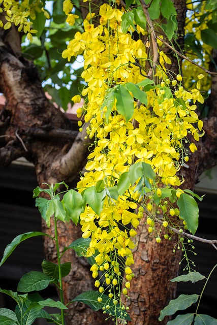Dok Khoun Cassia Fistula Flower - Free photo on Pixabay