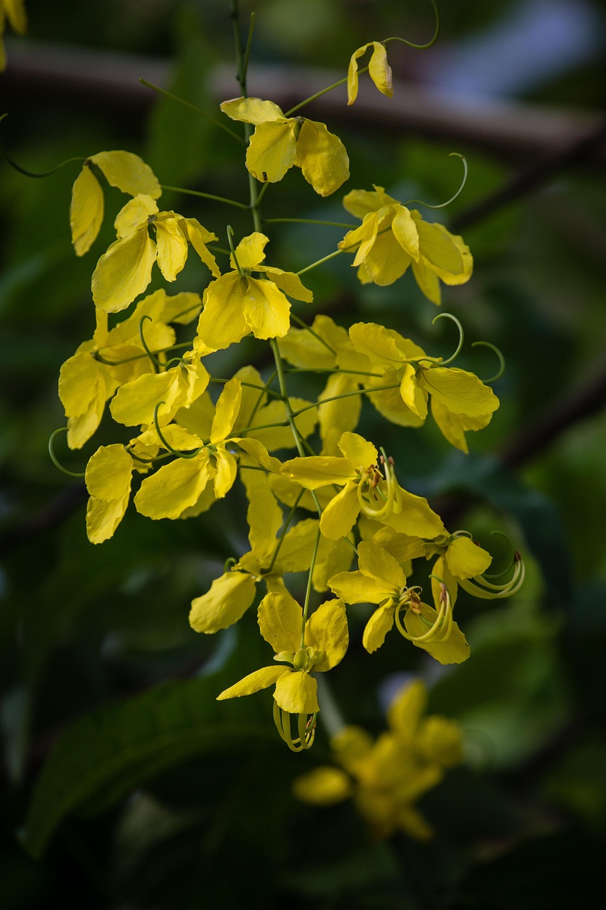 Dok Khoun Cassia Fistula Flower - Free photo on Pixabay