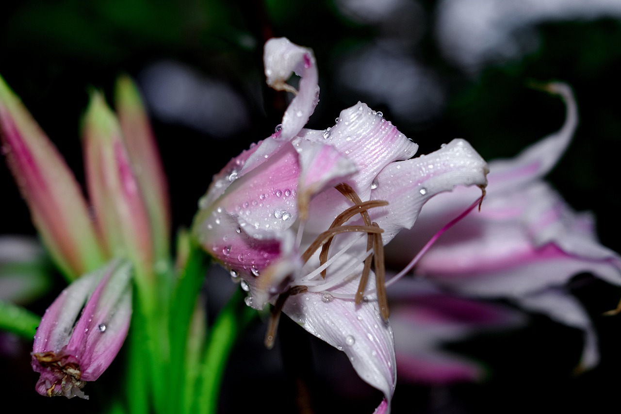 Flower Dew - Free photo on Pixabay