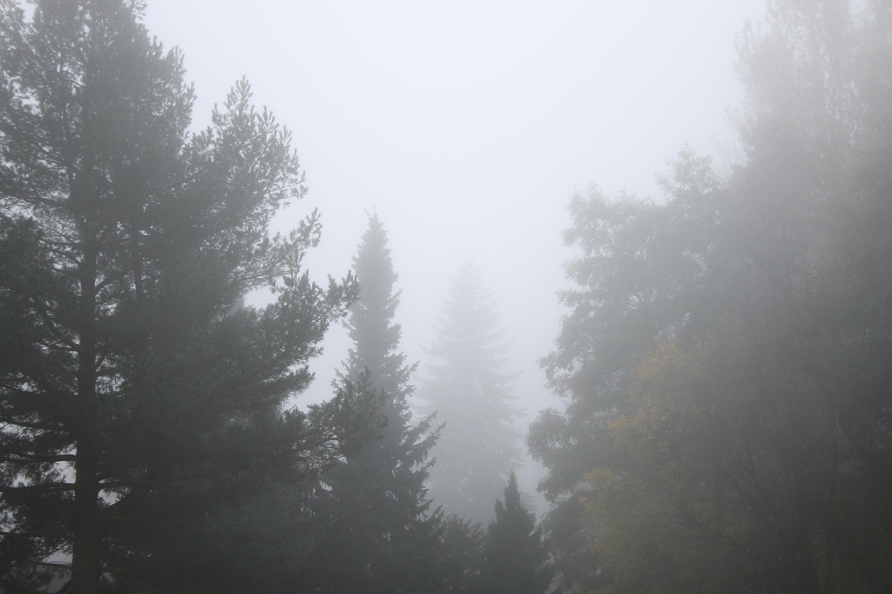 Fog Haze Forest - Free photo on Pixabay - Pixabay