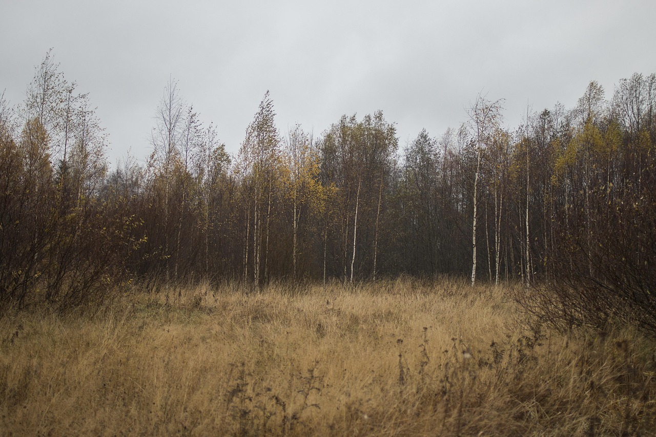 Field Brown Ruska - Free photo on Pixabay - Pixabay